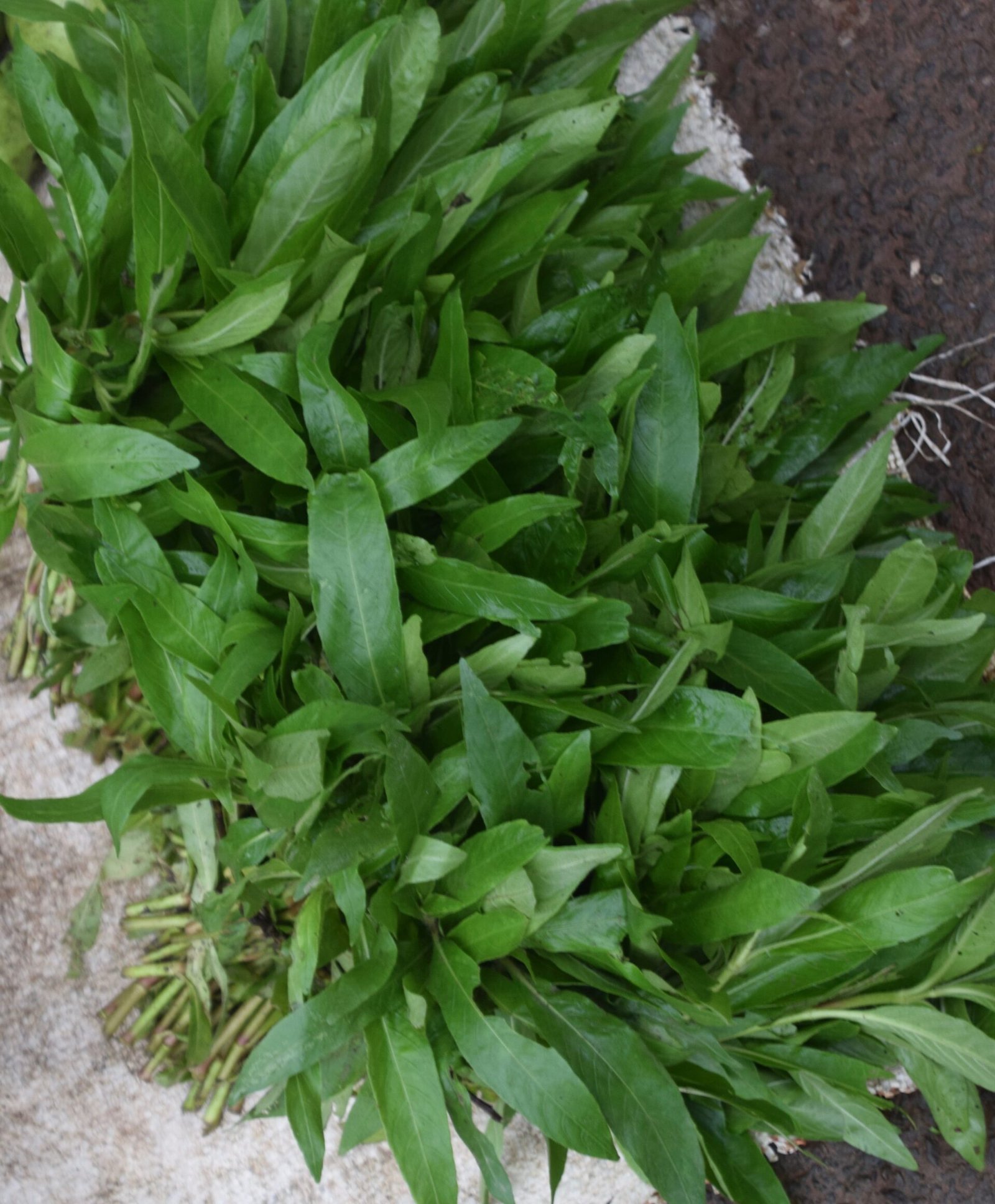 Amazing bio-diversity in vegetable basket of Tripura | Satyabrata Maiti ...